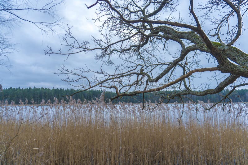 Spring Landscape of Lake and Trees Stock Photo - Image of common ...