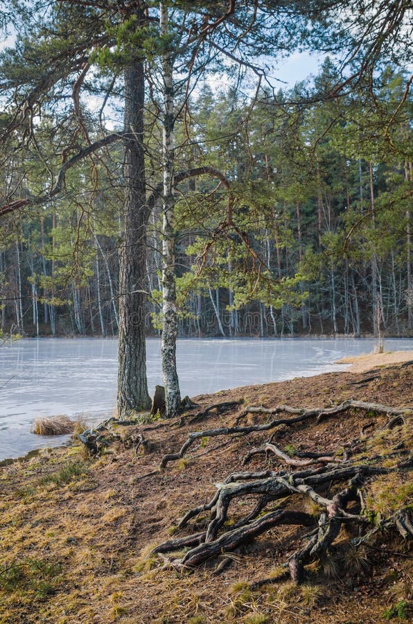 Spring landscape at lake stock image. Image of nature - 50009823