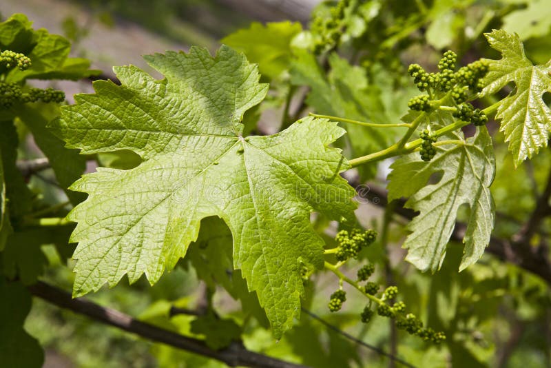 Spring Landscape Leaves of Grapes in the Garden Stock Photo - Image of ...