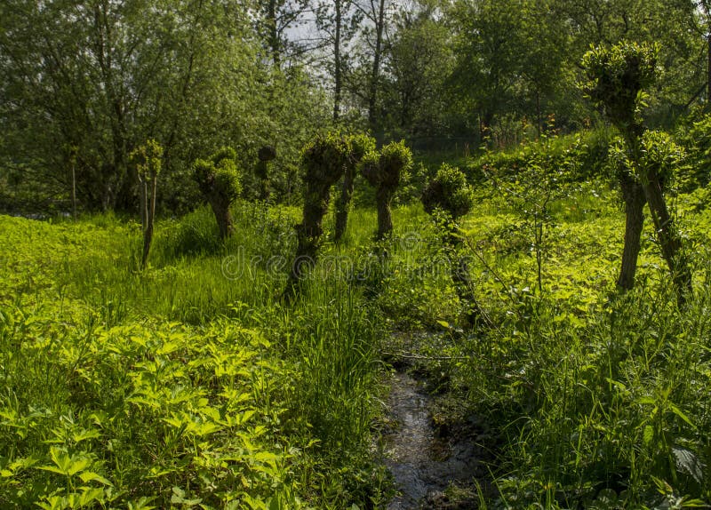 Spring Landscape with Little Willow Trees and Stream in Meadow Stock ...