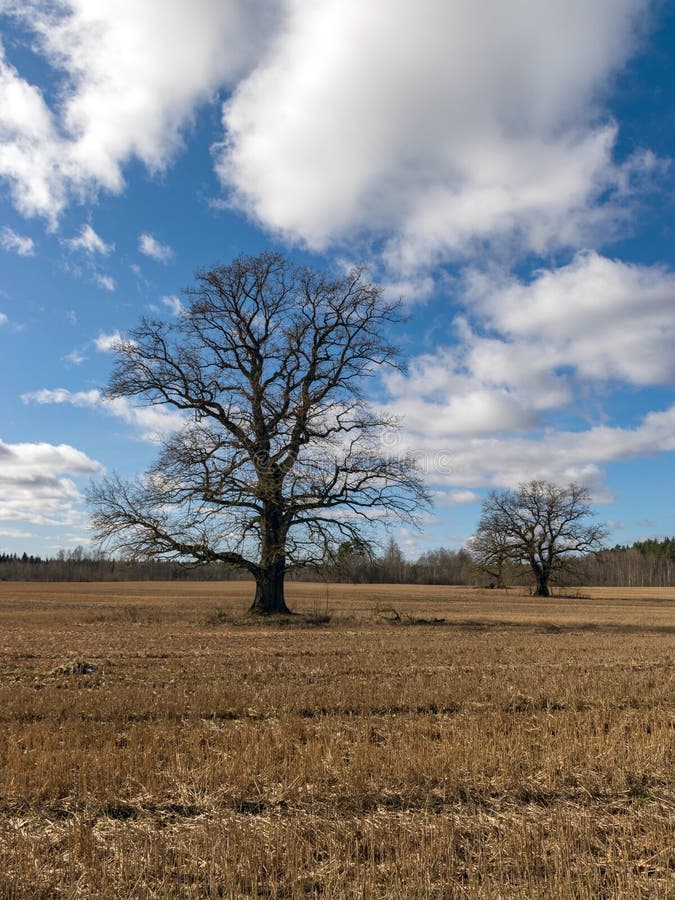 Spring Landscape with Lone Oak Tree in the Middle of the Field Stock ...