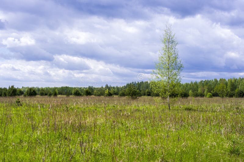 Spring Landscape with a Lonely Birch in a Field Stock Image - Image of ...