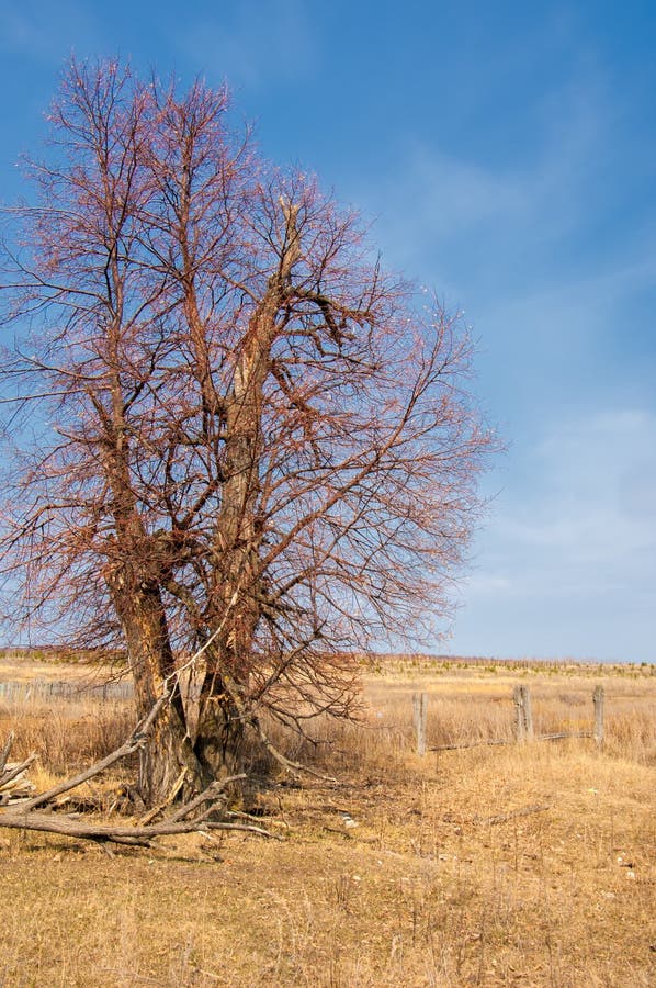 Spring Landscape. Lonely Tree in Early Spring, Tree without Leaves ...