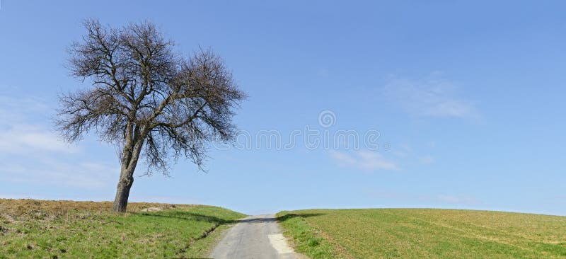 Sunny Spring Landscape with Lonely Tree Stock Photo - Image of leafless ...