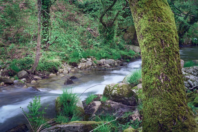 Spring Landscape with Lots of Vegetation and Water Running Down the ...
