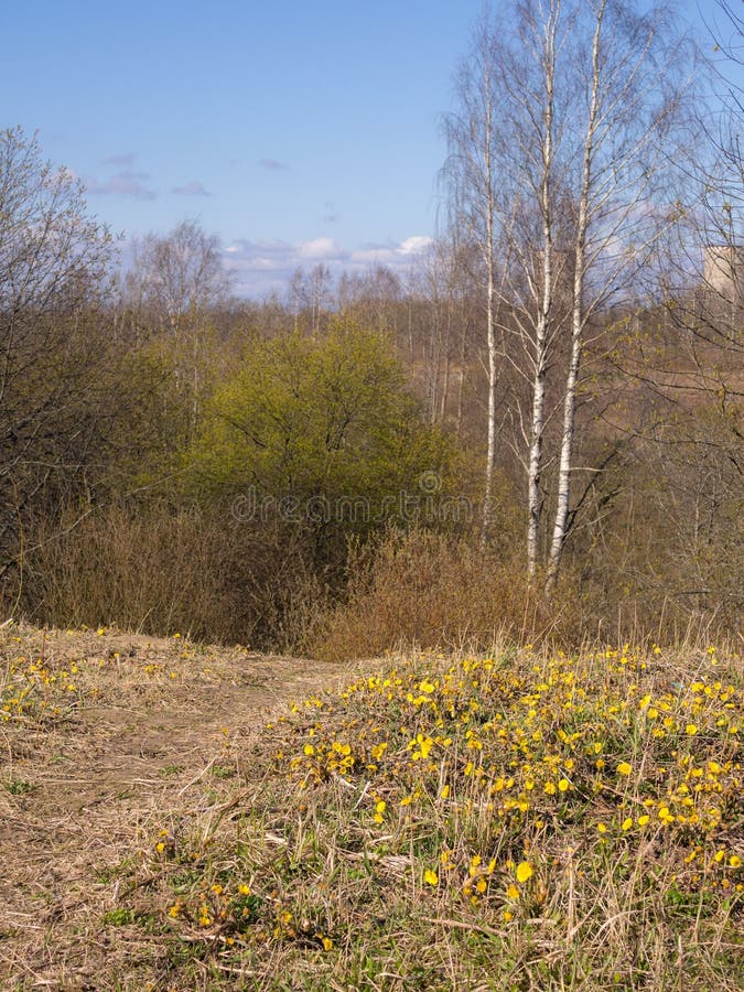 Spring Landscape with Meadow Flowers Stock Image - Image of green ...
