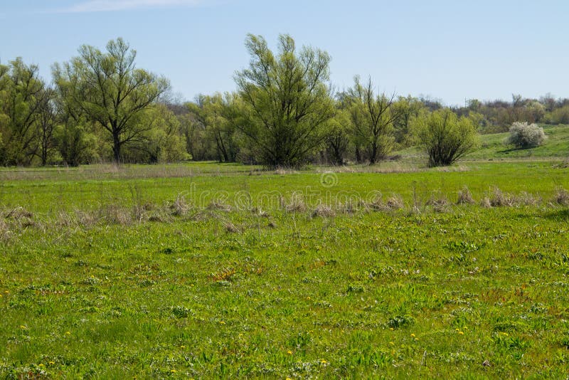 Spring Landscape with Meadow and Trees Stock Photo - Image of meadow ...