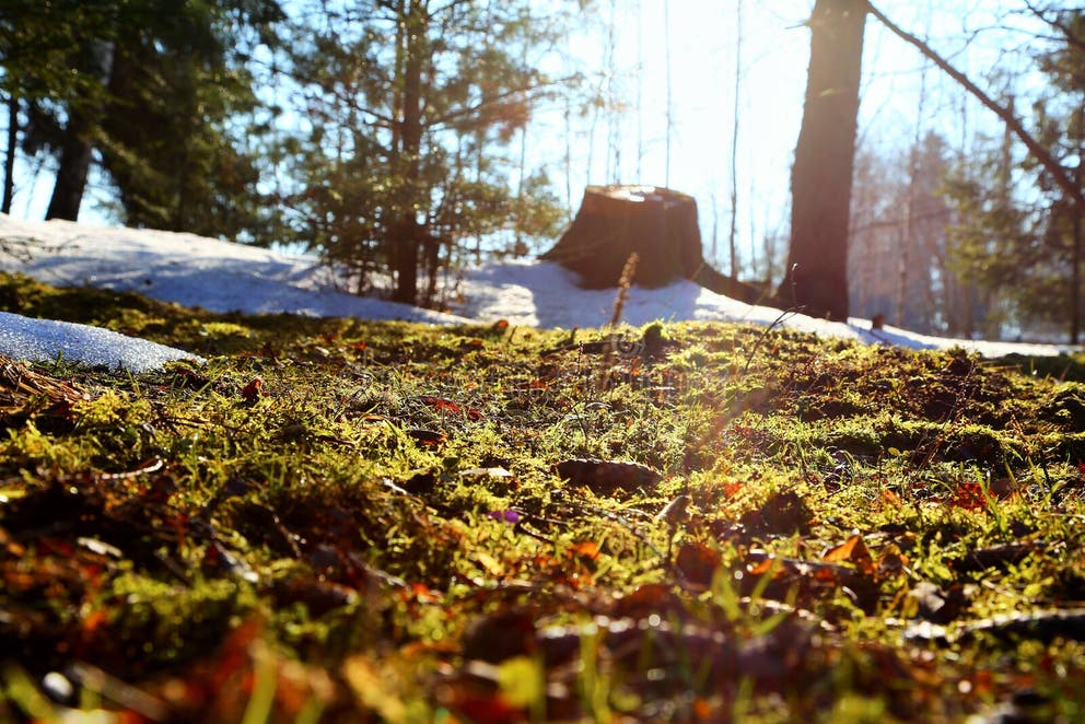 Spring Landscape with Melting Snow and Thawed Patches in Forest. Spring ...