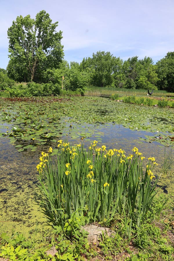 Spring landscape Montreal stock photo. Image of canada - 320864400