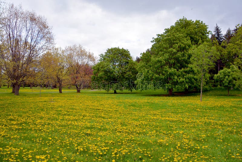 Spring landscape Montreal stock image. Image of field - 218732939