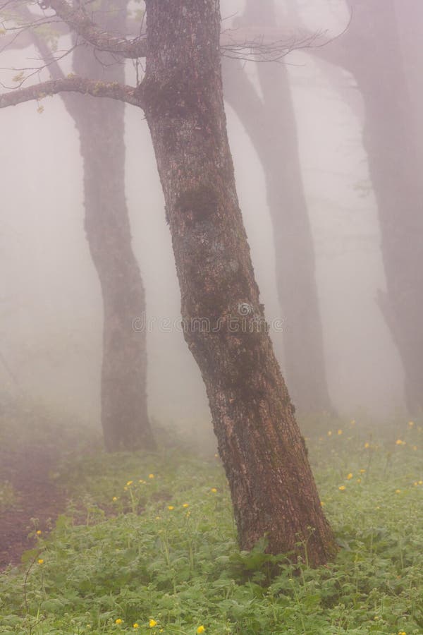 Spring Landscape with Morning Fog Stock Photo - Image of mist, leaf ...