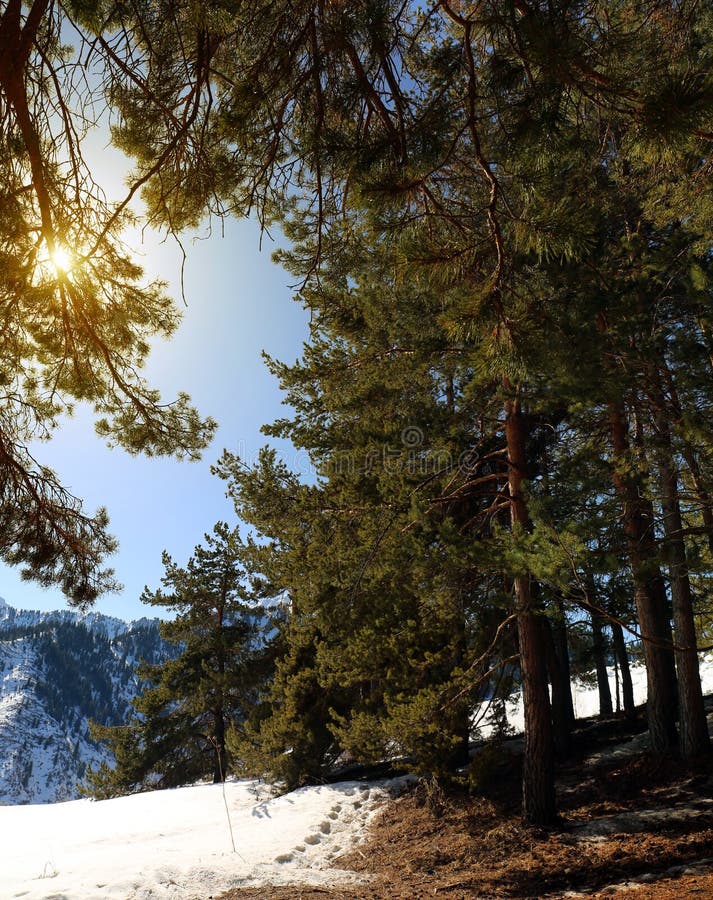 Forest in the Mountains in the Spring. Stock Image - Image of mountains ...