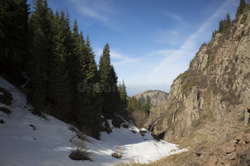 Spring in the Mountain Forest. Stock Image - Image of forest, stones ...