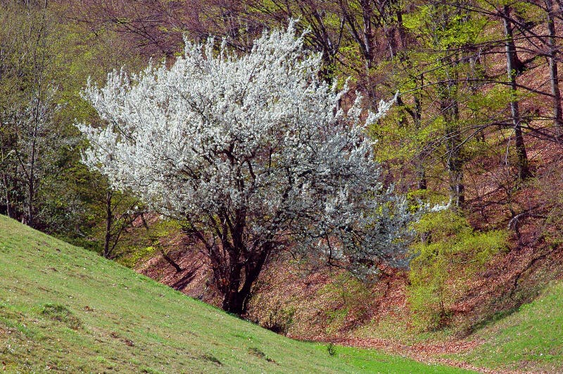 Spring Landscape in the Mountains of Romania Stock Photo - Image of ...