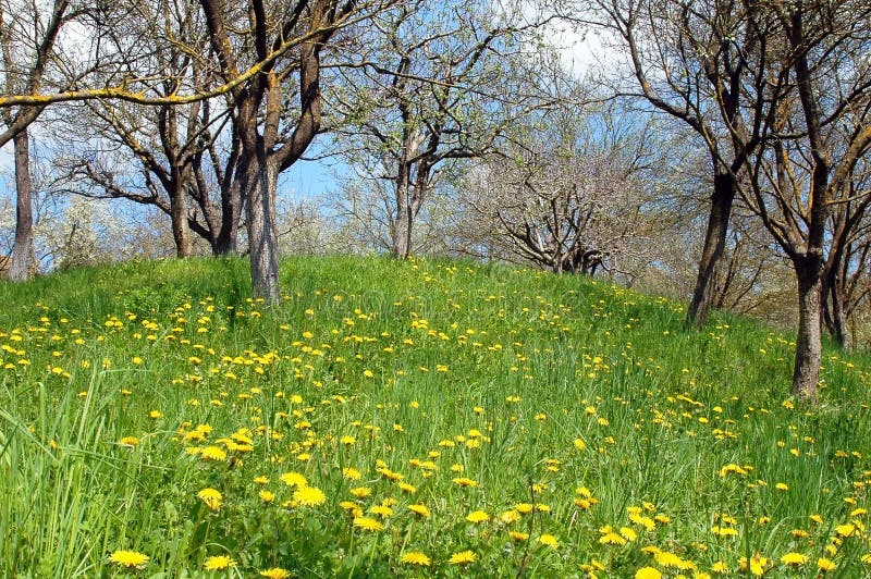 Spring Landscape in the Mountains of Romania Stock Photo - Image of ...