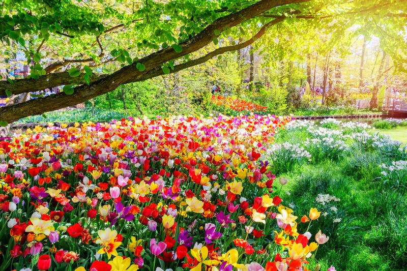 Spring Landscape with Multicolor Tulips Stock Image - Image of line ...