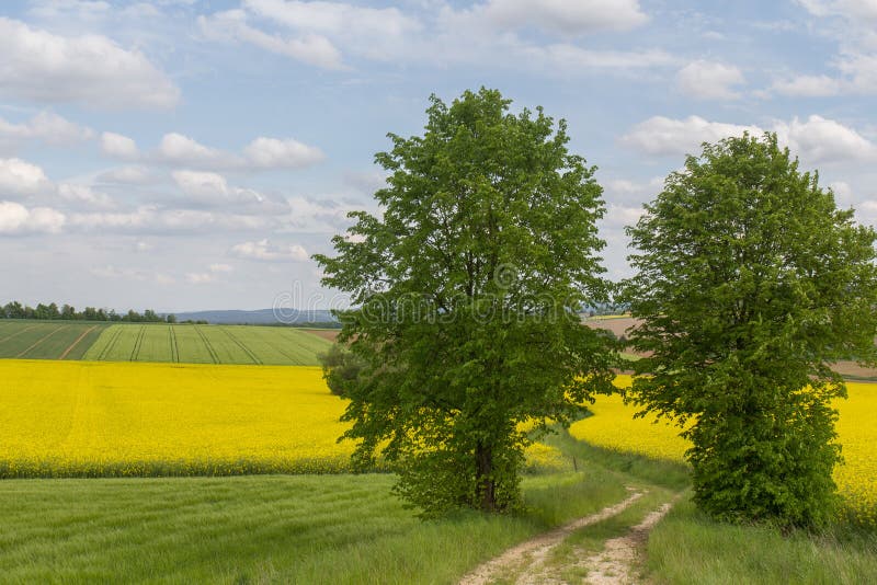 Spring landscape stock photo. Image of blossom, bloom - 41730520