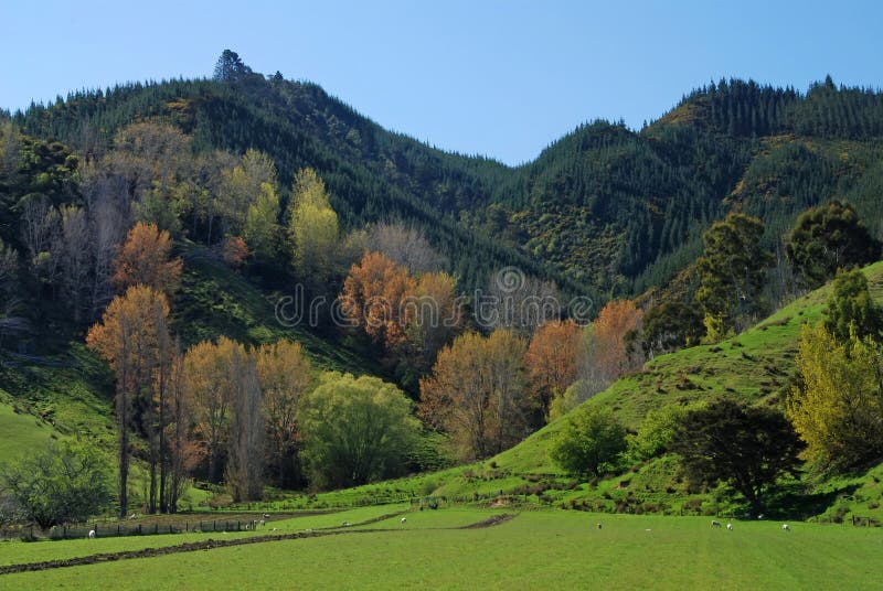 Spring landscape in NZ stock photo. Image of orange, rural - 4377976
