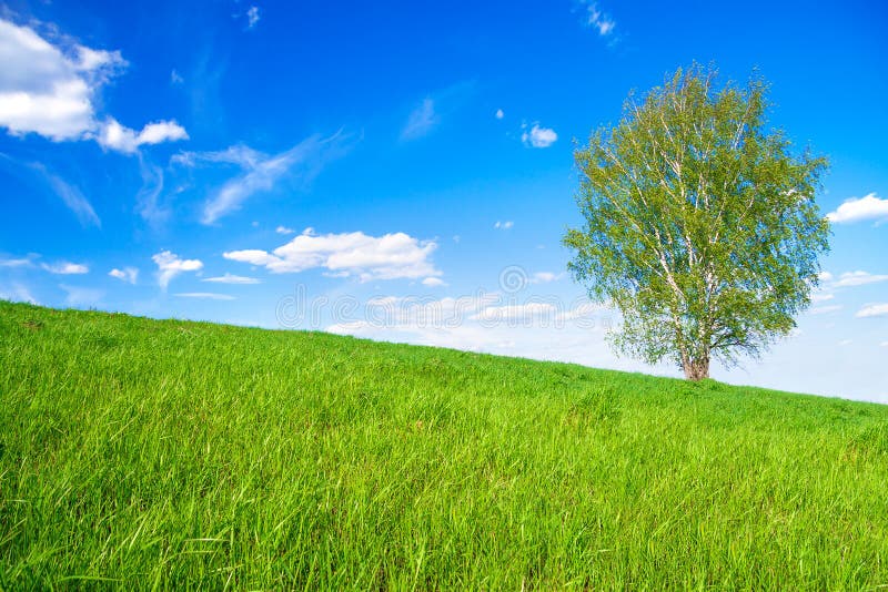 Spring Landscape with a One Tree in the Field Stock Photo - Image of ...