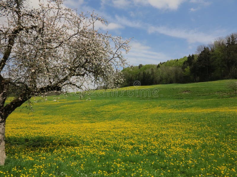 Spring landscape stock image. Image of land, natural - 29718691