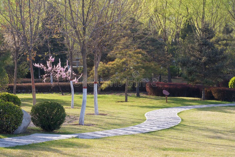 Spring park stock photo. Image of path, tree, grassplot - 30153666