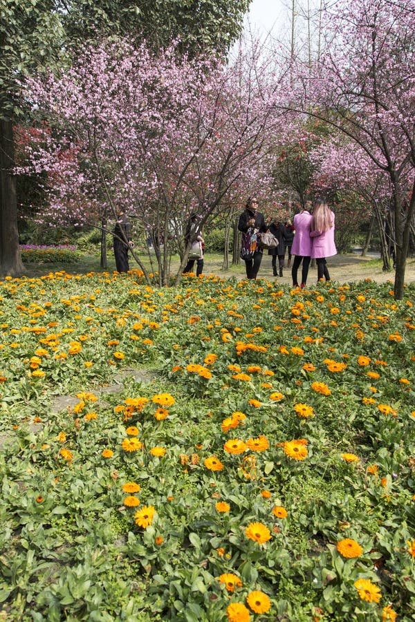 Spring Landscape in a Park,chengdu,china Editorial Image - Image of ...