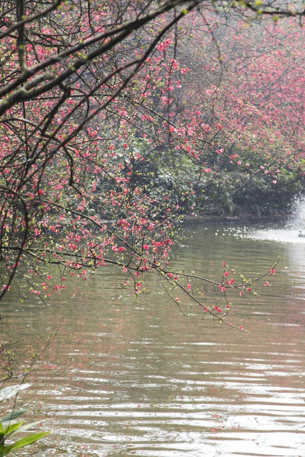 Spring Landscape in a Park,chengdu,china Stock Photo - Image of blossom ...