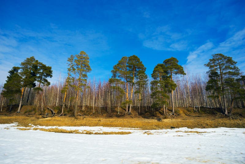 Spring Landscape .Pine on a Background of Blue Sky Stock Photo - Image ...