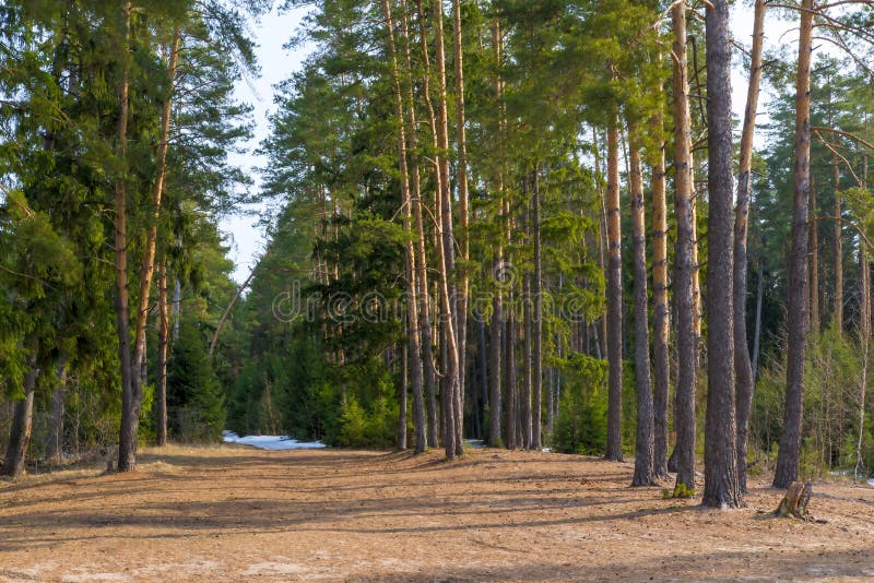 Spring Landscape of Pine Forest Stock Photo - Image of light, pine ...