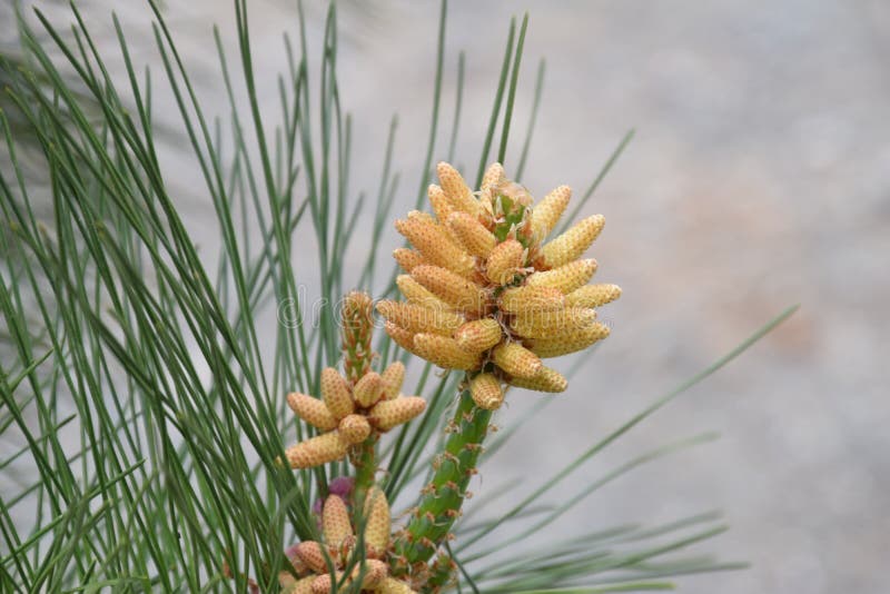 Pine tree flowers stock photo. Image of tree, natural - 113898840