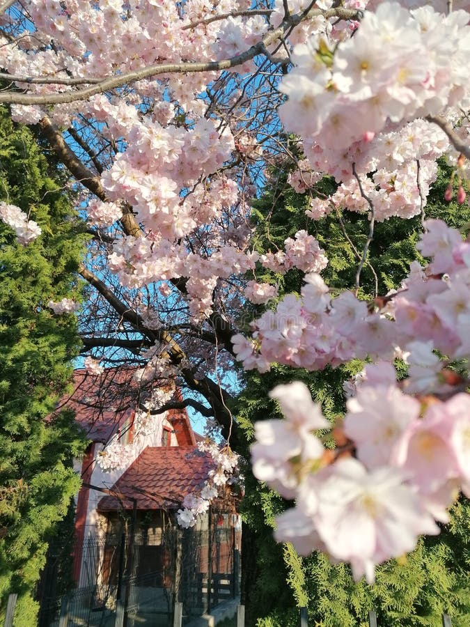 Spring Landscape with Pink Blossom Tree and a House in Backround Stock ...
