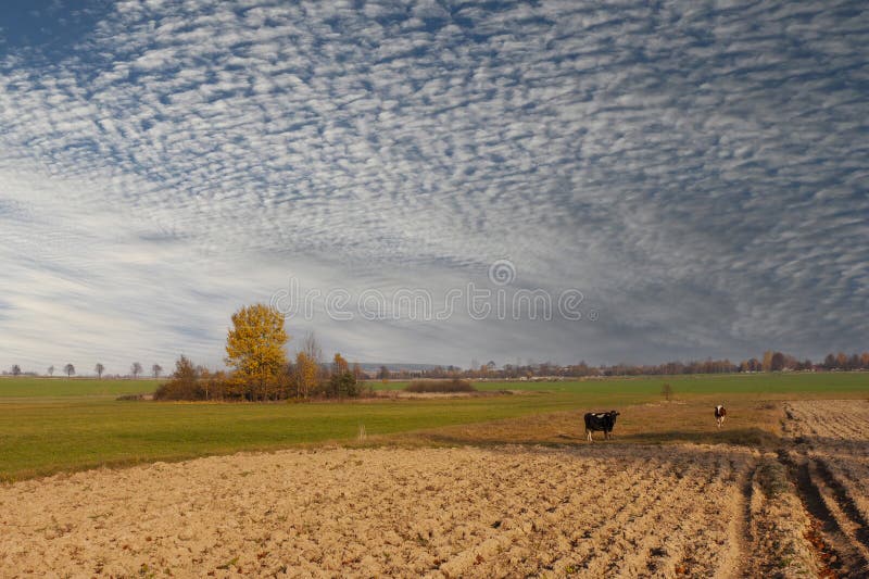 Spring Landscape in Podlasie, Fresh Spring Green Stock Image - Image of ...
