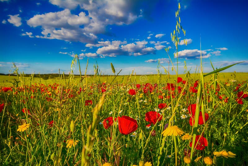 Nature landscape in spring stock photo. Image of light - 192778322