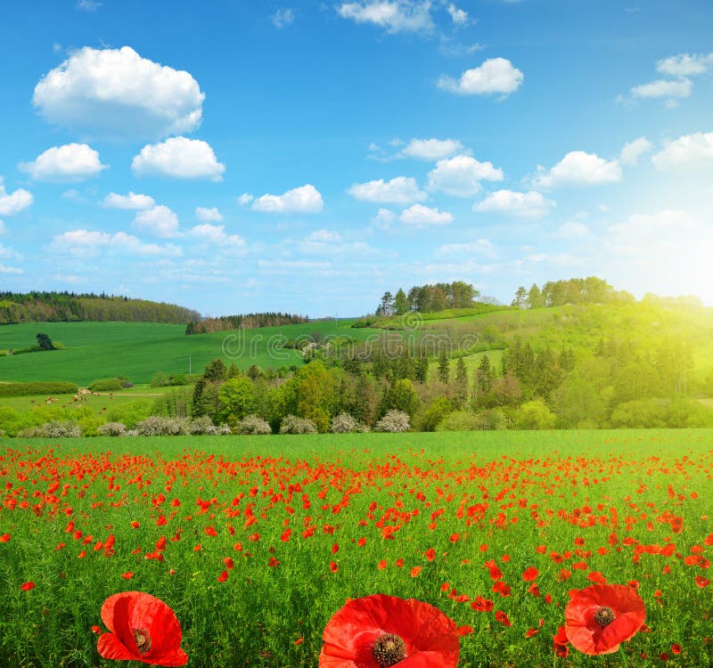 Spring Landscape with Poppy Field Stock Image - Image of flower, nature ...