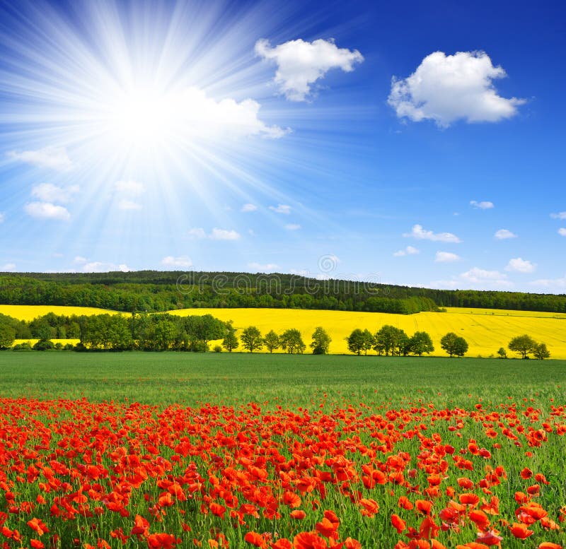 Spring Landscape with Poppy Field Stock Image - Image of plain ...