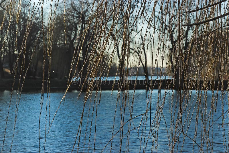 Spring Landscape with Willow Branches Stock Photo - Image of plant ...