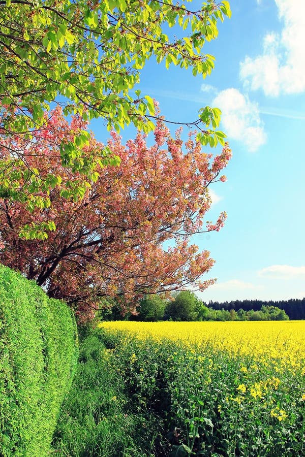 Spring Landscape with Field and Cherry Trees Stock Image - Image of ...