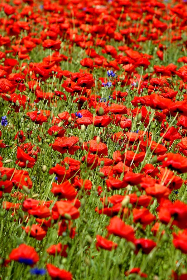 Spring Landscape - Red Poppies Stock Image - Image of environment ...