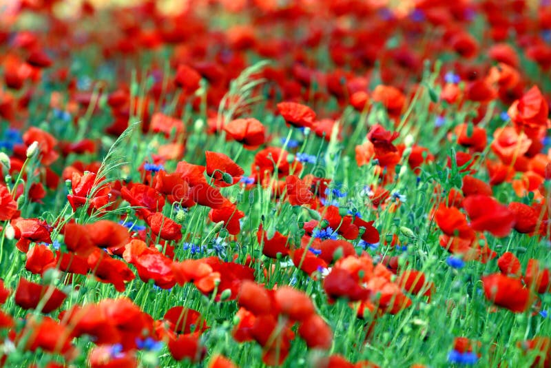 Spring Landscape - Red Poppies Stock Image - Image of environment ...