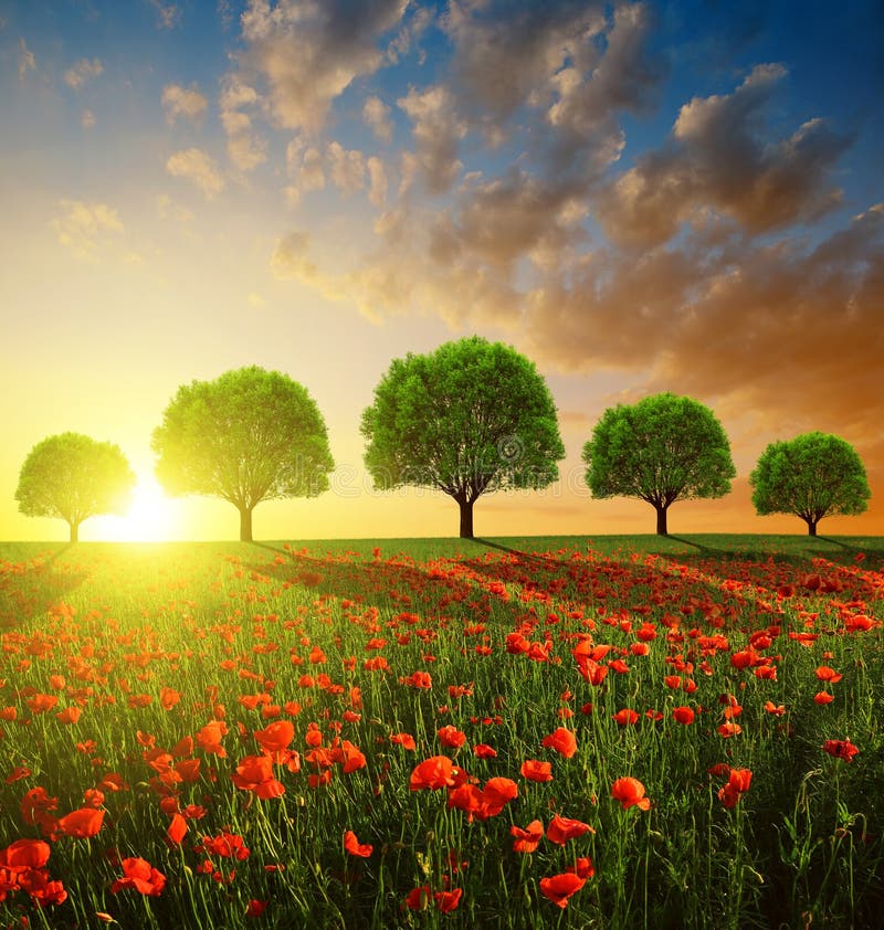 Spring Landscape with Red Poppy Field and Trees Stock Photo - Image of ...