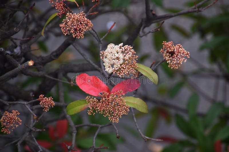 Red robi flower buds stock image. Image of leaves, bloom - 114011587