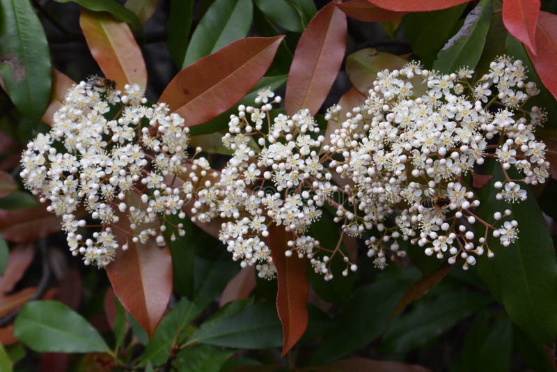 Red robin flowers stock image. Image of flora, landscape - 114587253