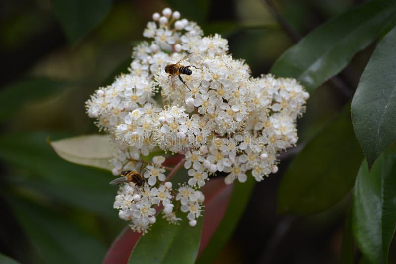 Red robin flowers stock image. Image of flowers, park - 114587255