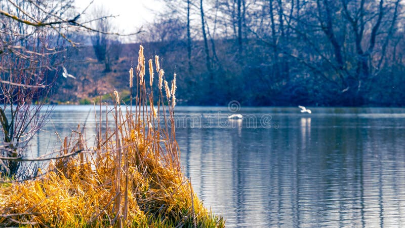Spring Landscape with River, Dry Reeds on the Shore and Trees Reflected ...