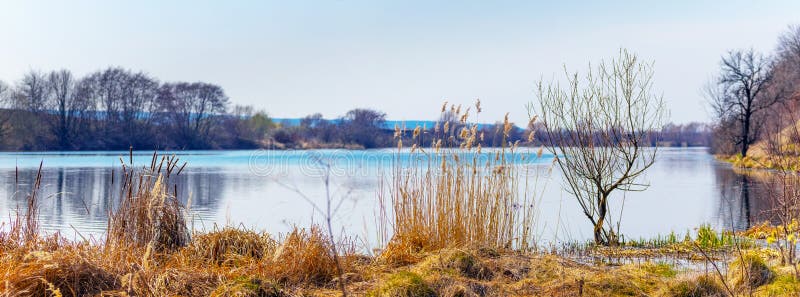 Spring Landscape with River, Reed Thickets and Reflection of Trees in ...