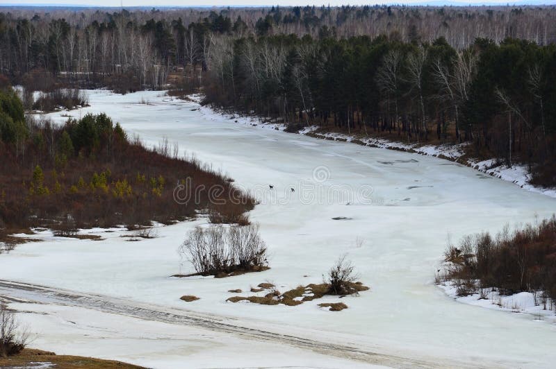 Spring Landscape. the River is Under Ice Still. Two Dogs Run Along the ...