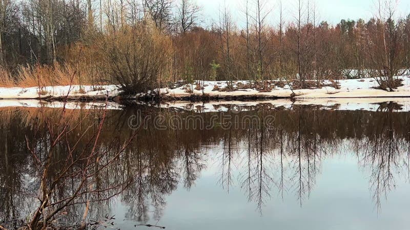 Spring Landscape with River Water Flow Reflecting Bare Trees and ...