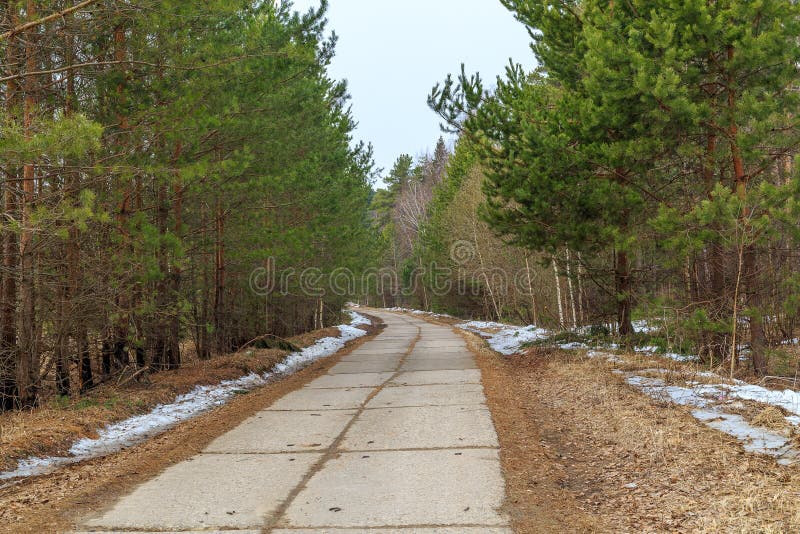 Spring Landscape, Road in Young Pine Trees Stock Image - Image of ...