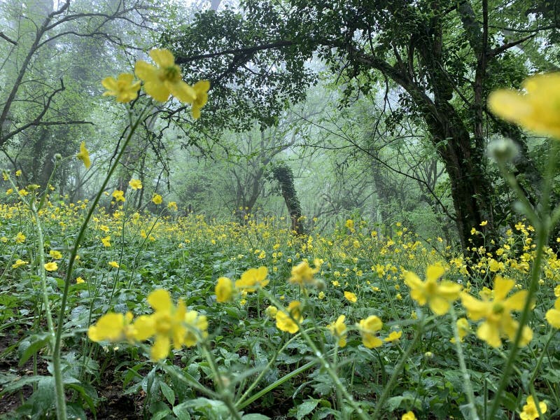 Spring Landscape Scene in Woods Stock Photo - Image of spring, nature ...