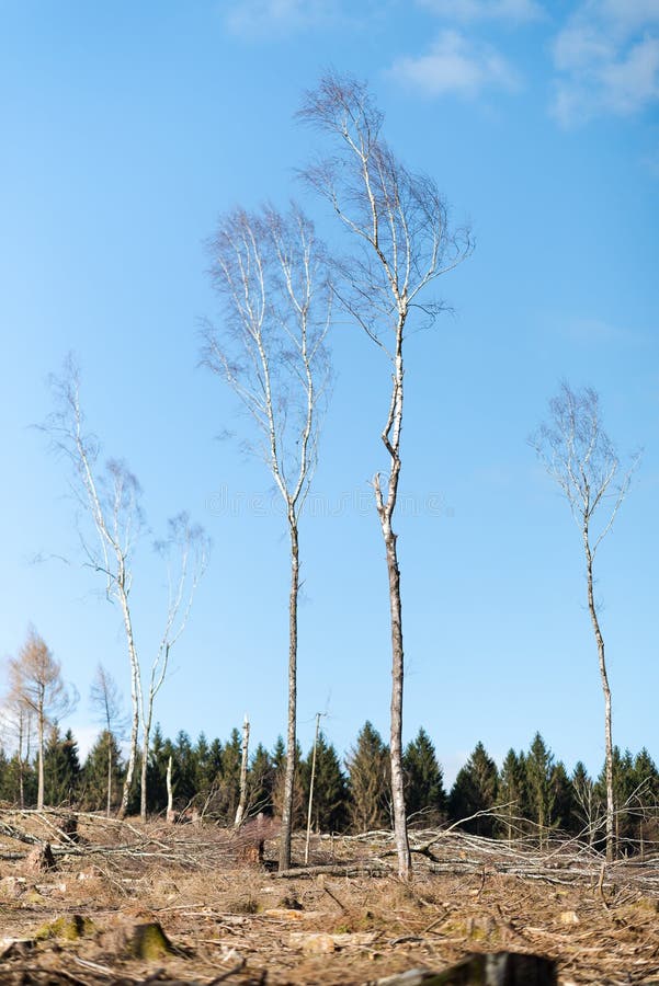 Forest surround the river stock image. Image of green - 138867921